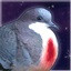 Steam 上的 Hatoful Boyfriend: Holiday Star