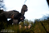 Primeval Horizon on Steam