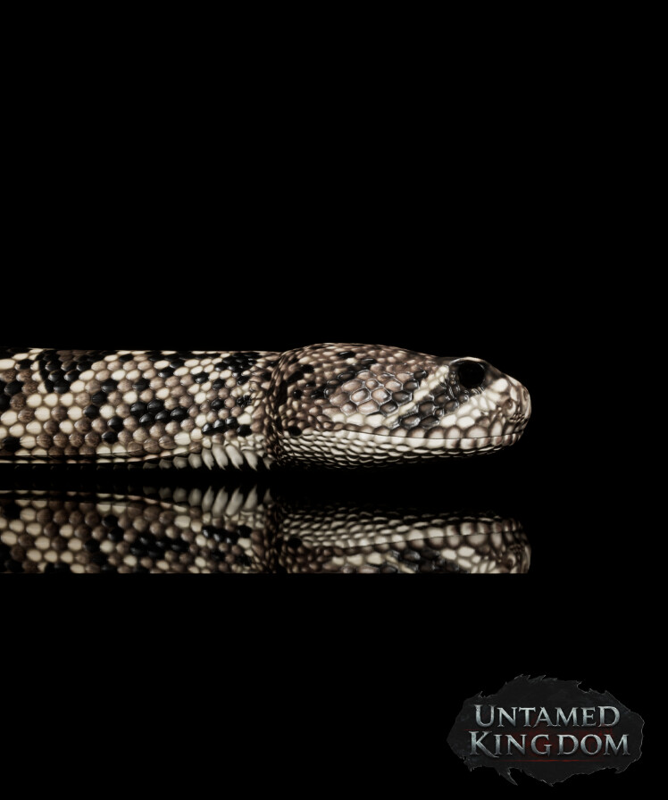 Untamed Kingdom · SteamDB