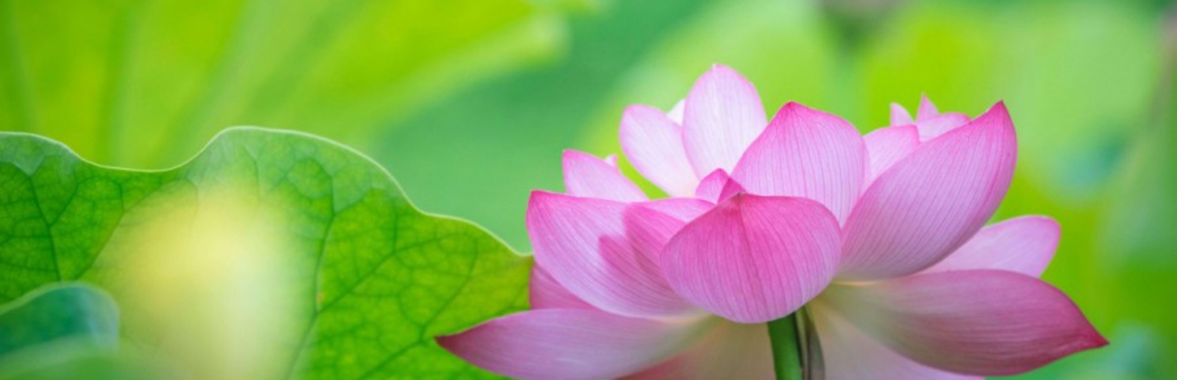 Ghost Depots · SteamDB