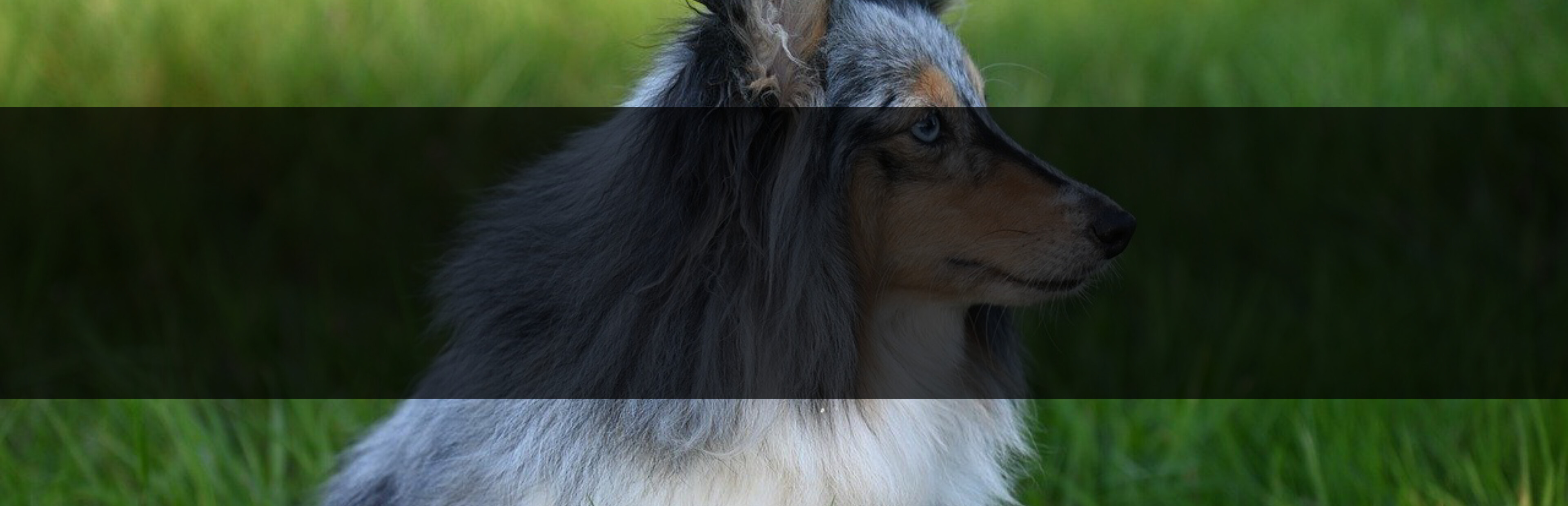 AVOID GAME - Mini Screenshots · SteamDB