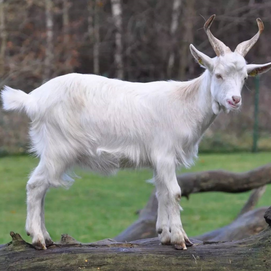 hgmGame-sheep on Steam